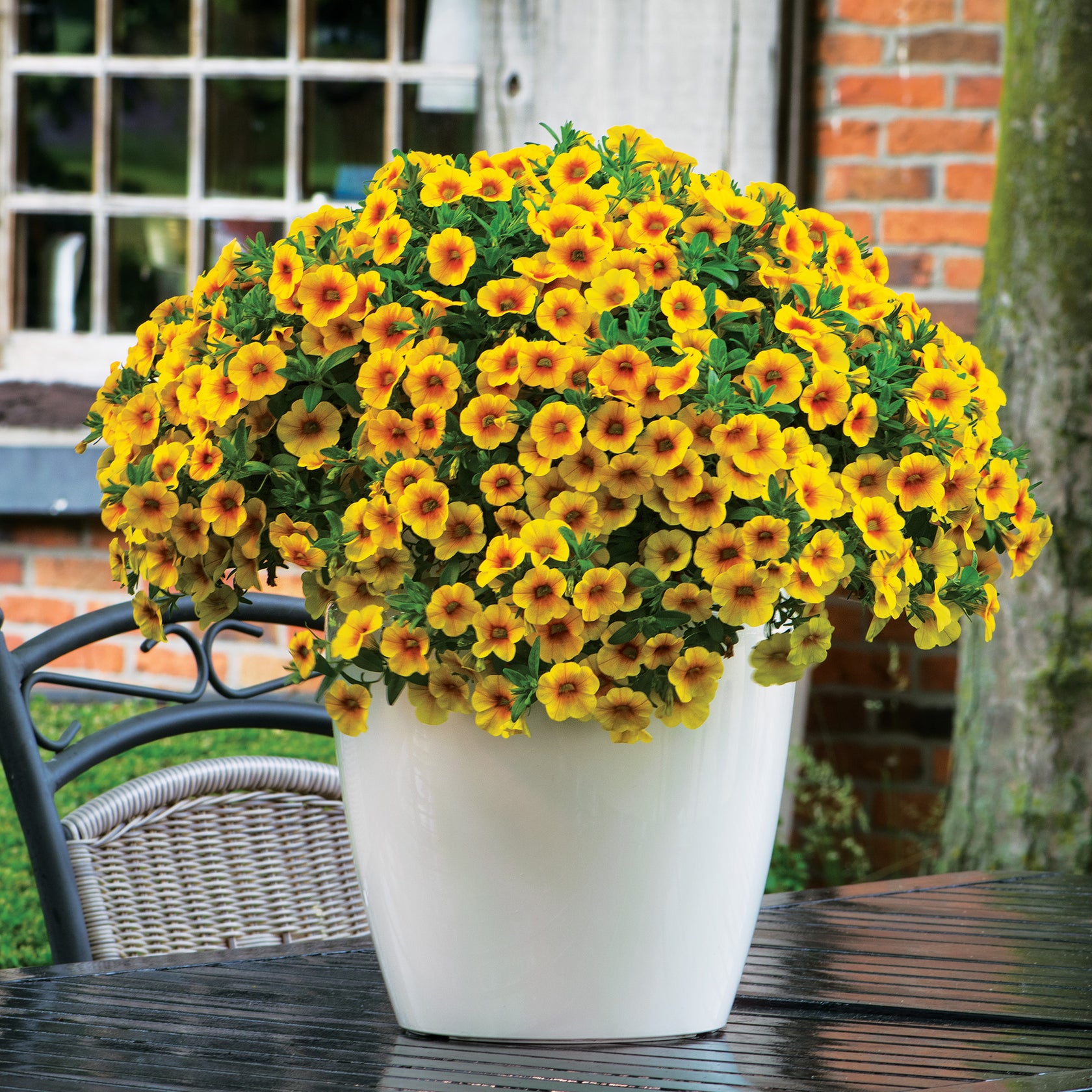 Calibrachoa CALITASTIC® Mango – Jardineries Botanix