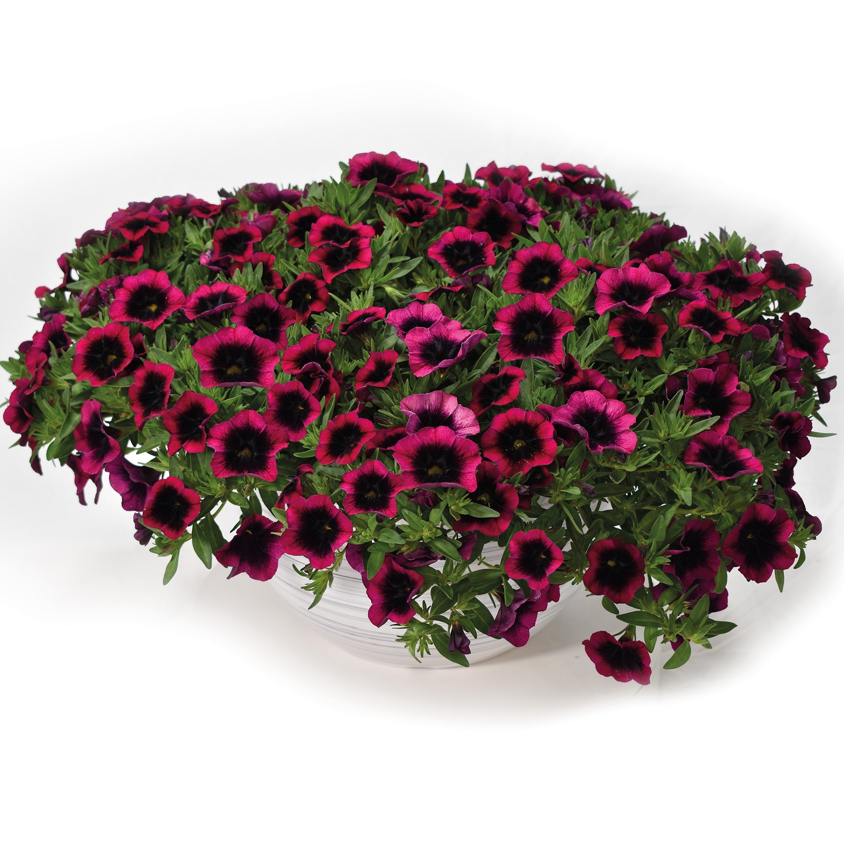 Dracula Million Bells – Jardineries Botanix