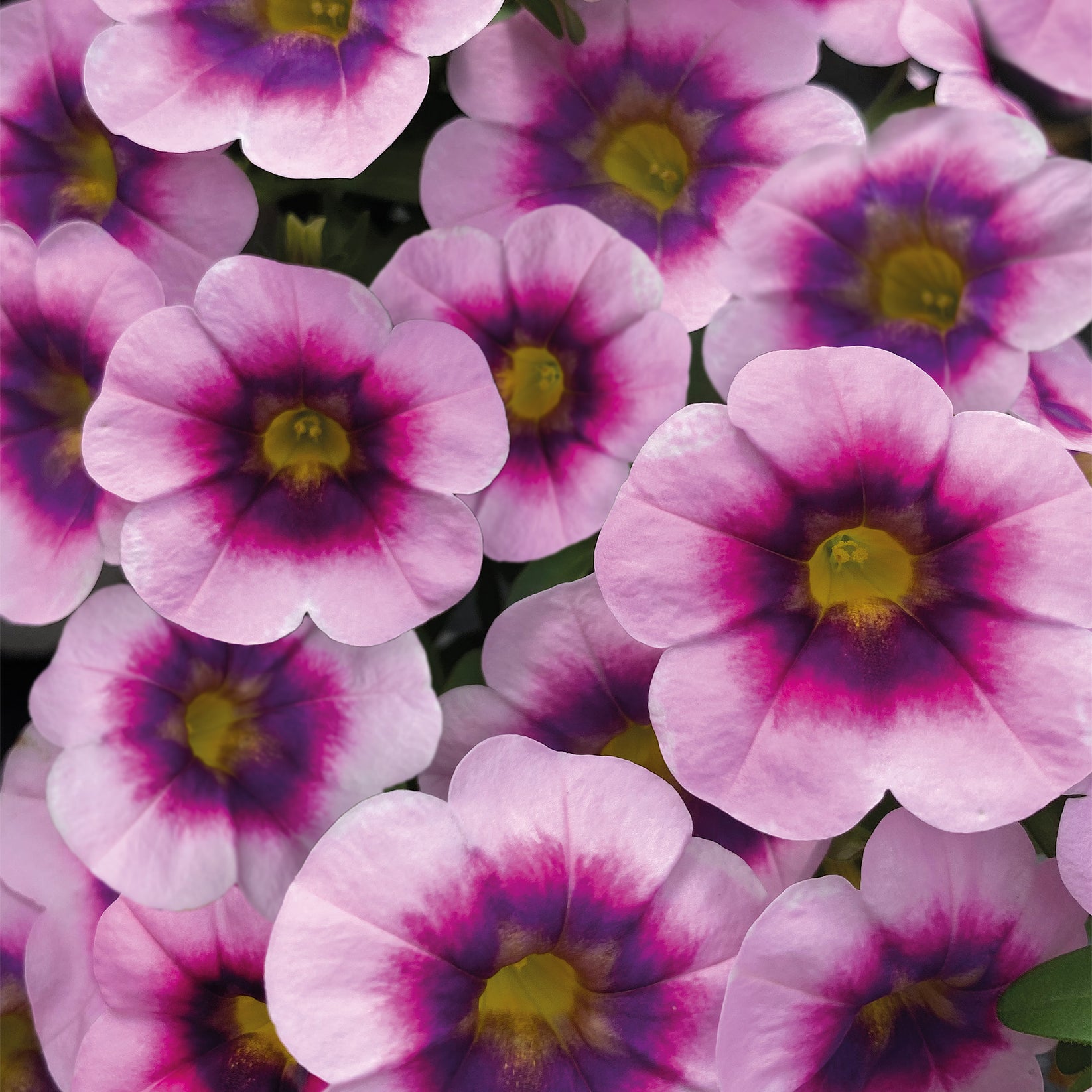 Calibrachoa 'Illusion' – Jardineries Botanix