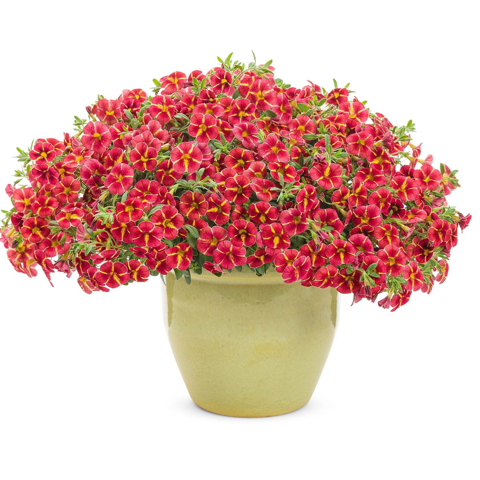 Calibrachoa SUPERBELLS® Cardinal Star – Jardineries Botanix