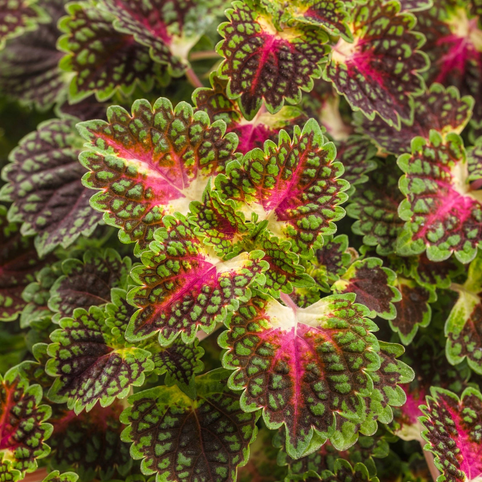 Coleus COLORBLAZE® Strawberry Drop – Jardineries Botanix