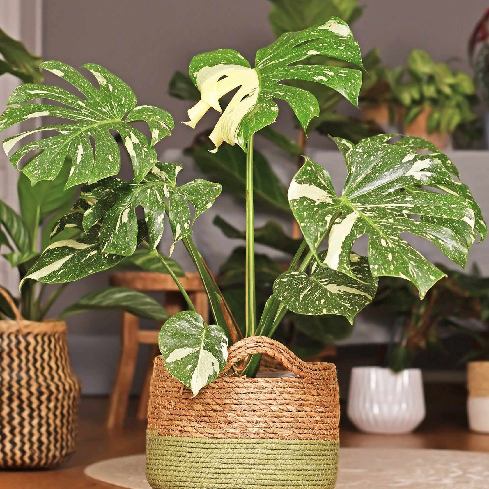 Monstera 'Thai Constellation' | Variegated Indoor Plant | Botanix ...