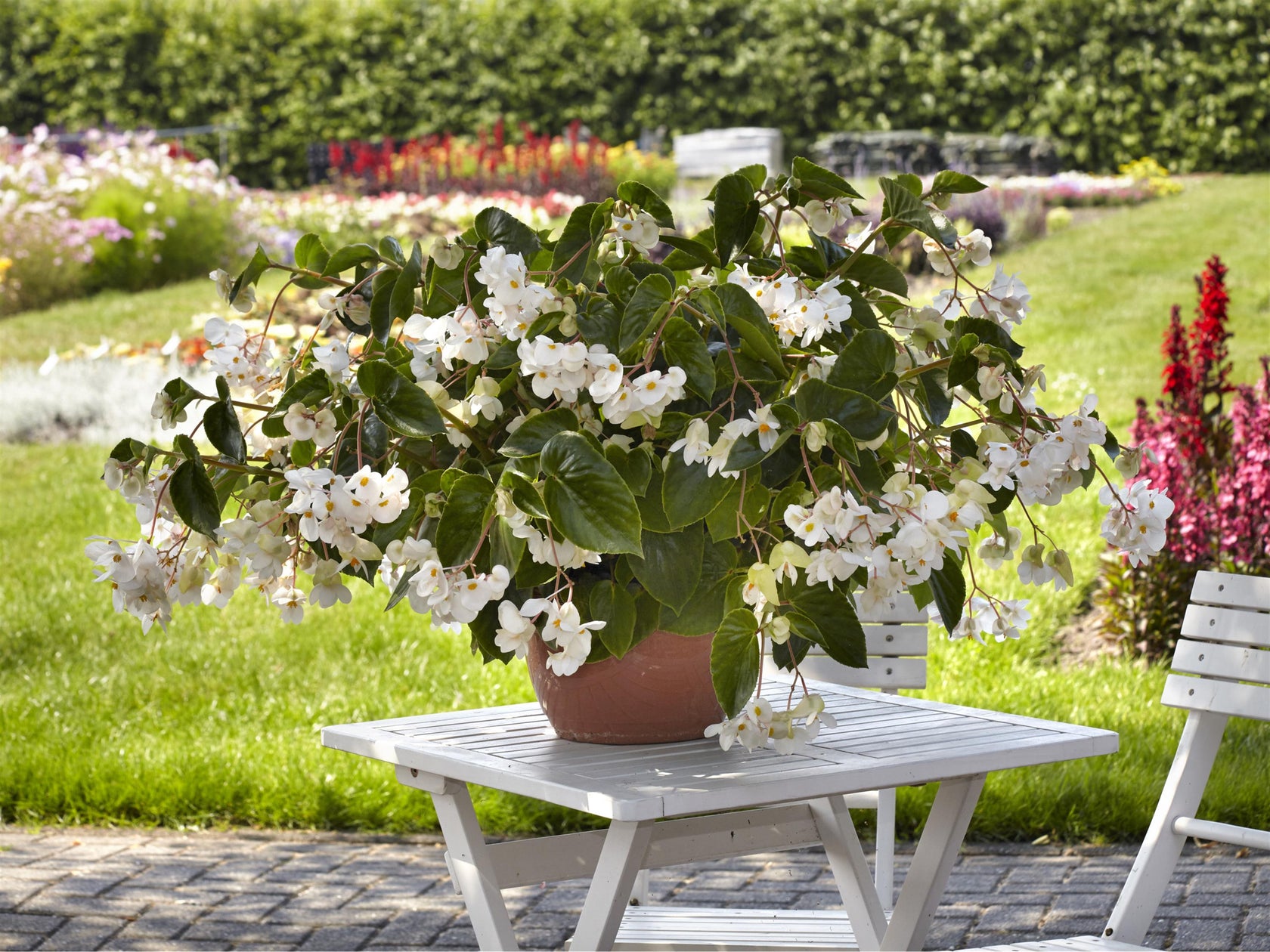 Bégonia DRAGON WING® White – Jardineries Botanix