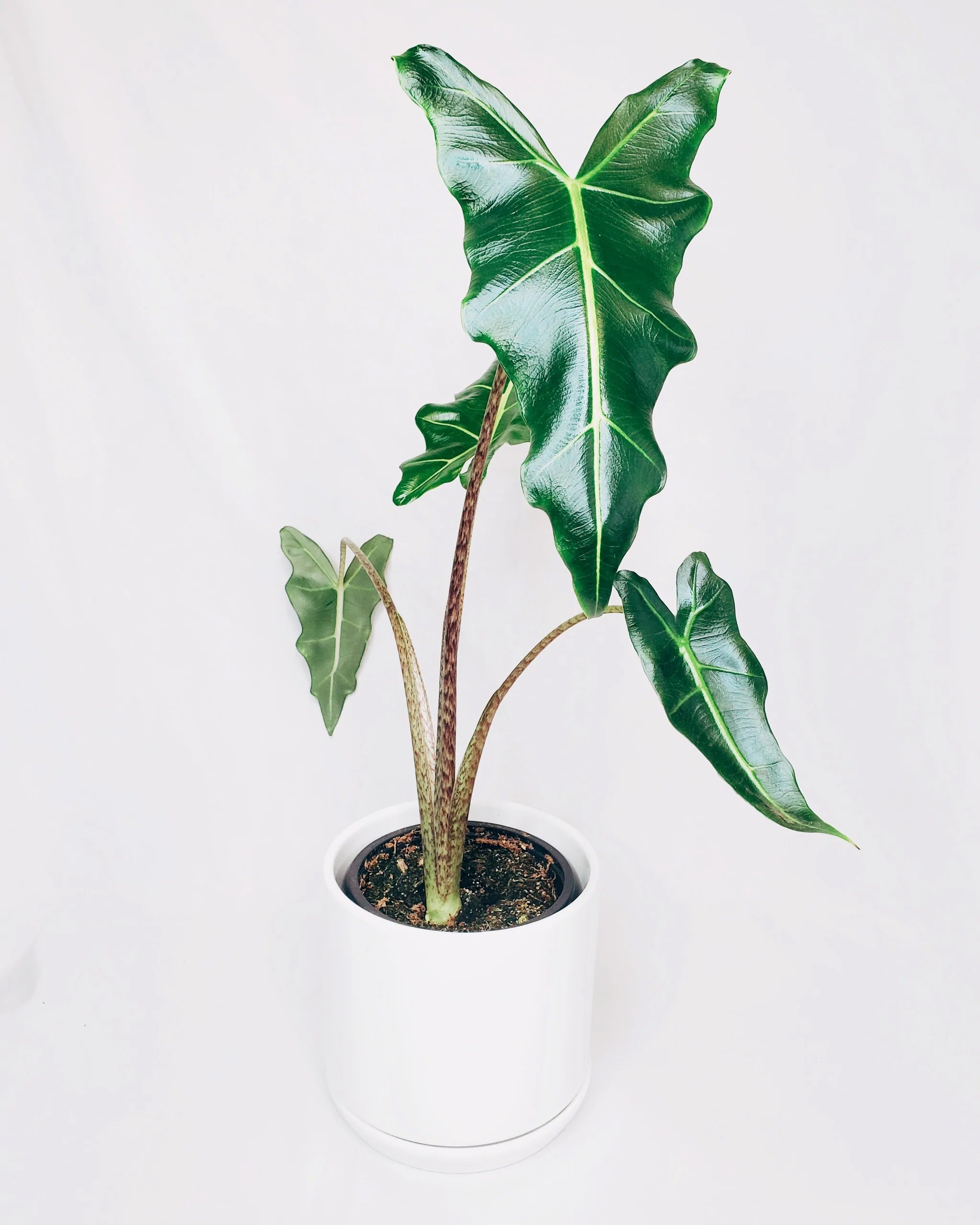 Sarian' African Mask – Jardineries Botanix