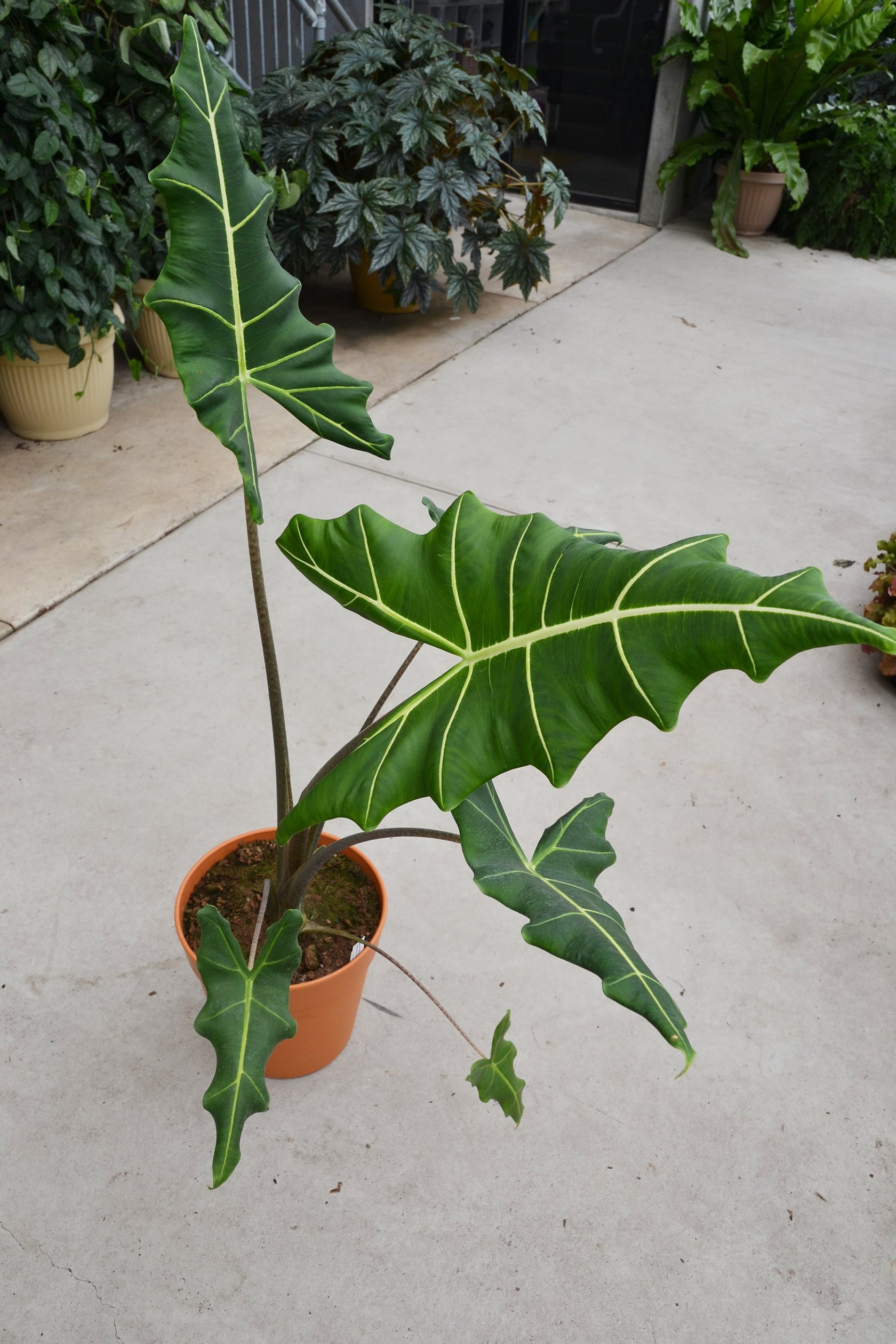 Sarian' African Mask – Jardineries Botanix