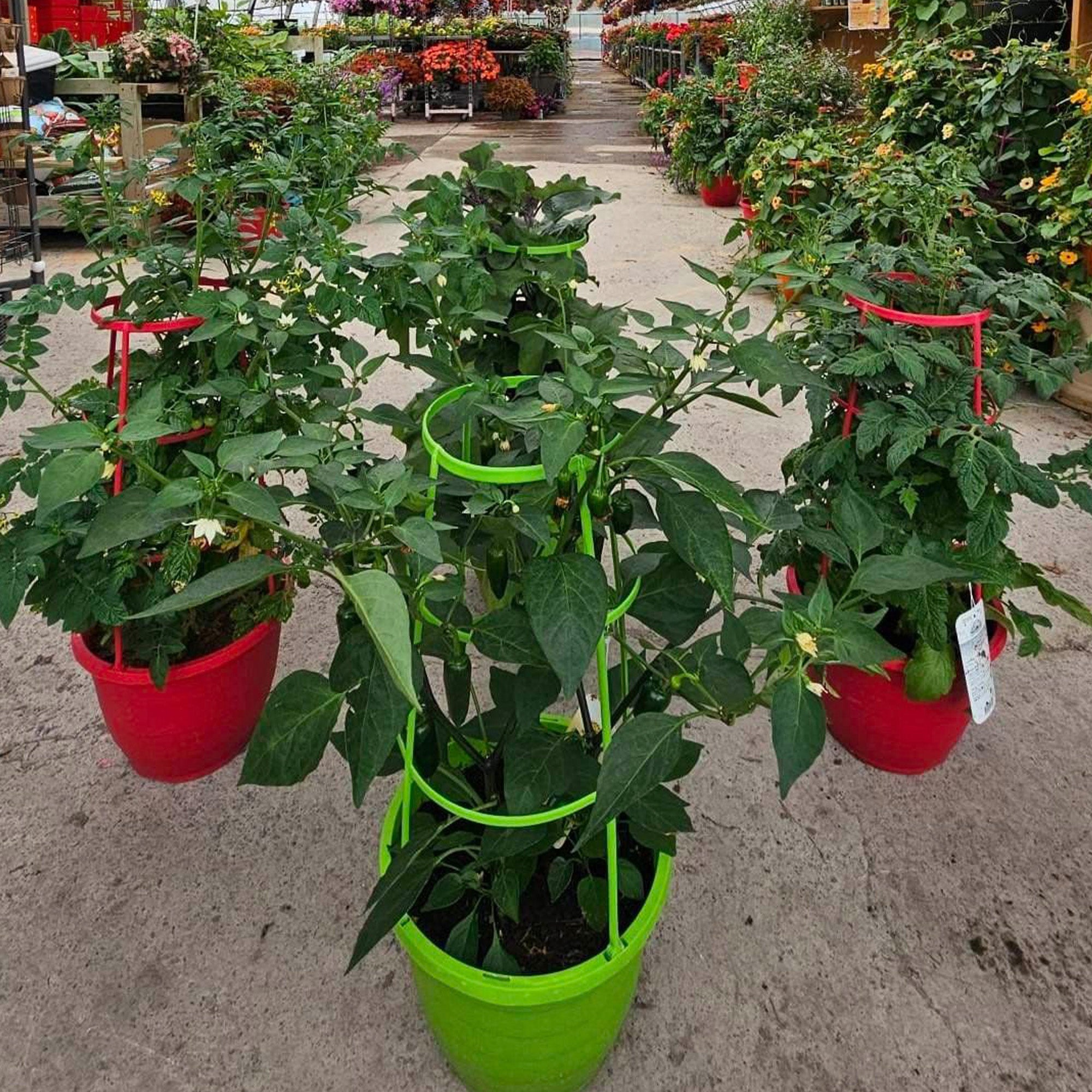 Plants de légumes en cage – Jardineries Botanix