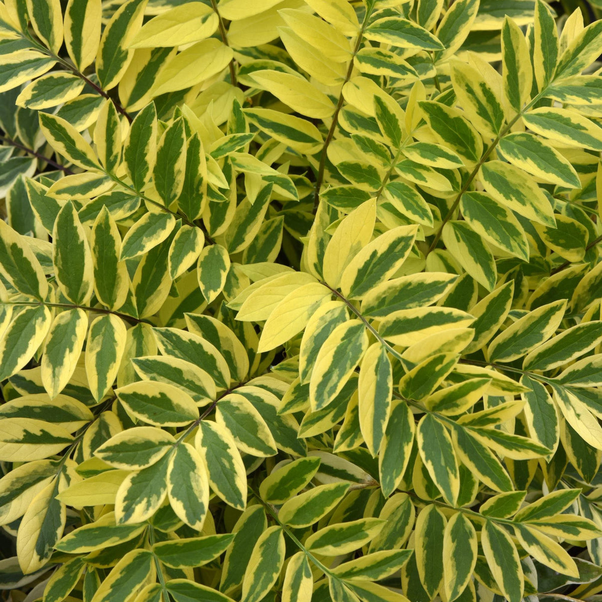 Échelle de Jacob 'Golden Feathers' – Jardineries Botanix