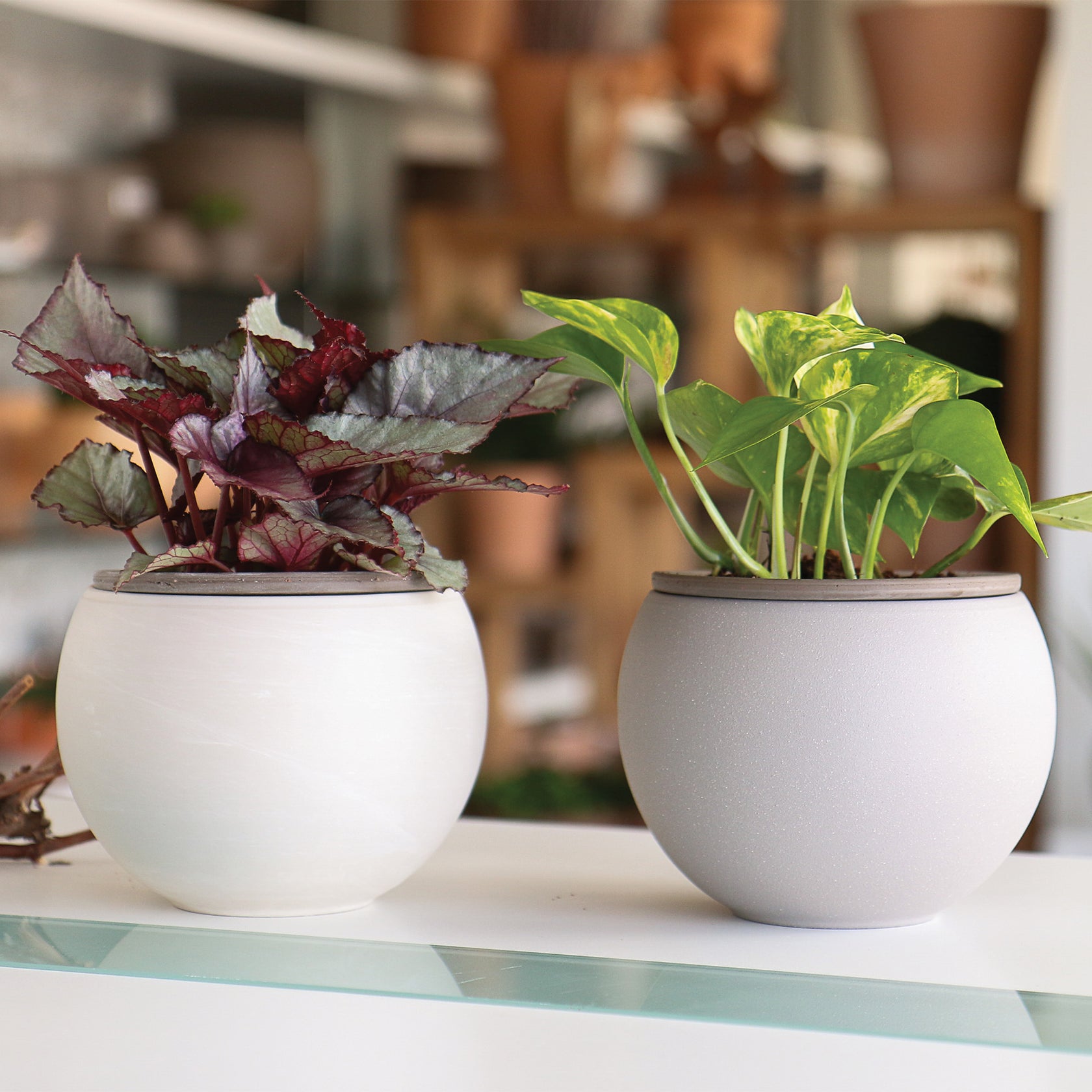 Aquatic Luna Spang Pot: Self-Watering for Delicate Plants – Jardineries ...