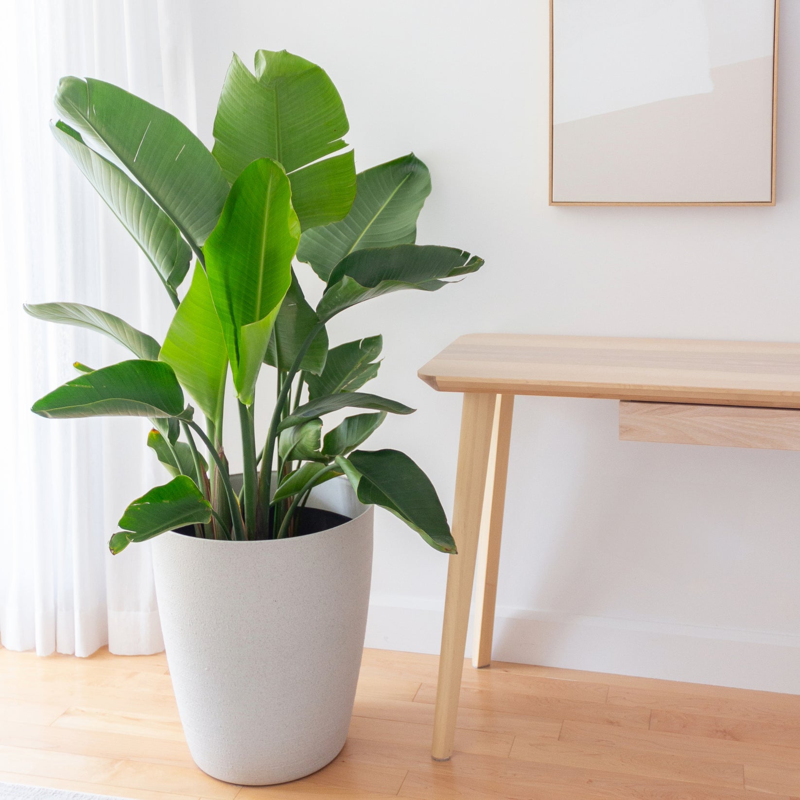 Garant Momoka Planter: Pale Gray Resin | Botanix – Jardineries Botanix