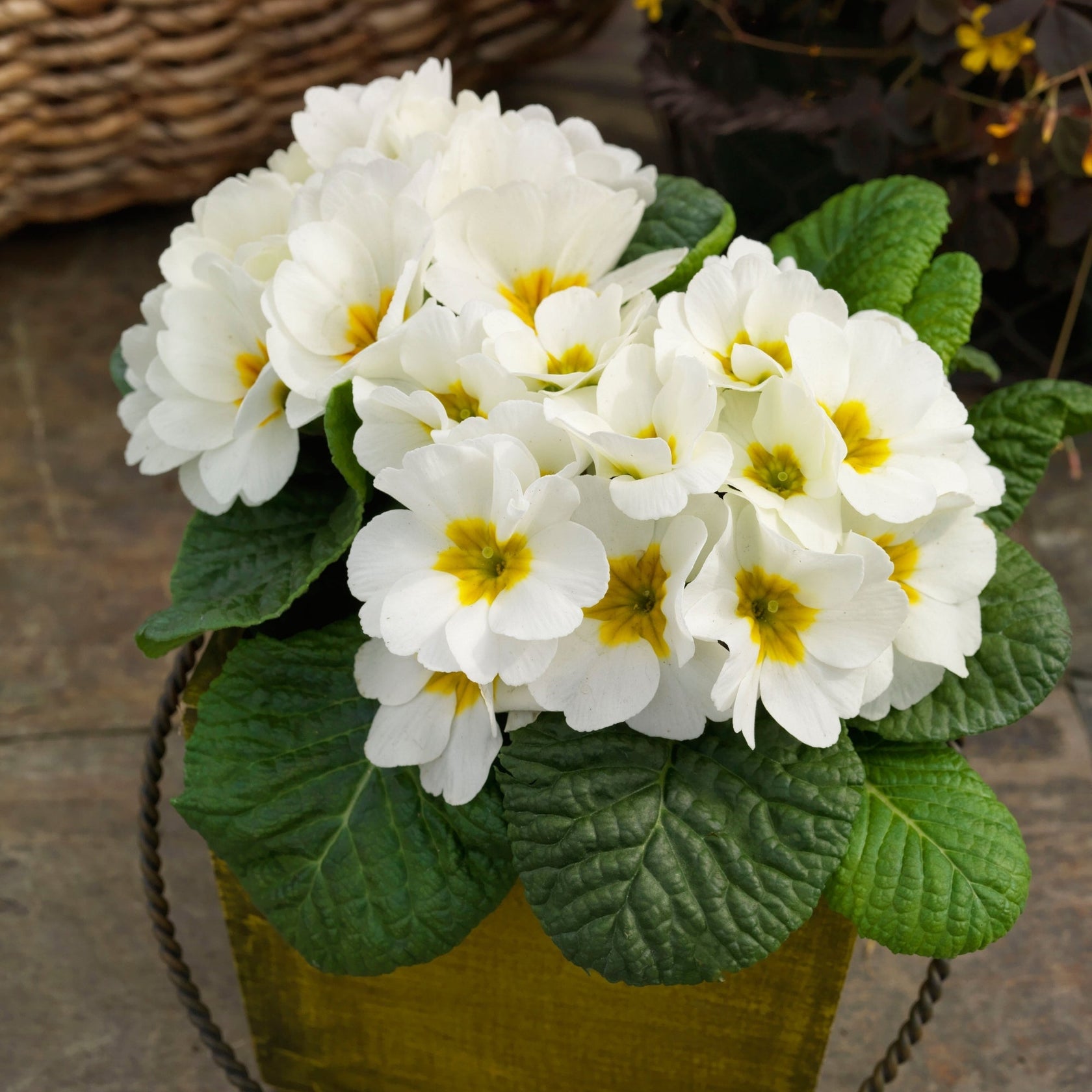 Primevère CRESCENDO® – Jardineries Botanix