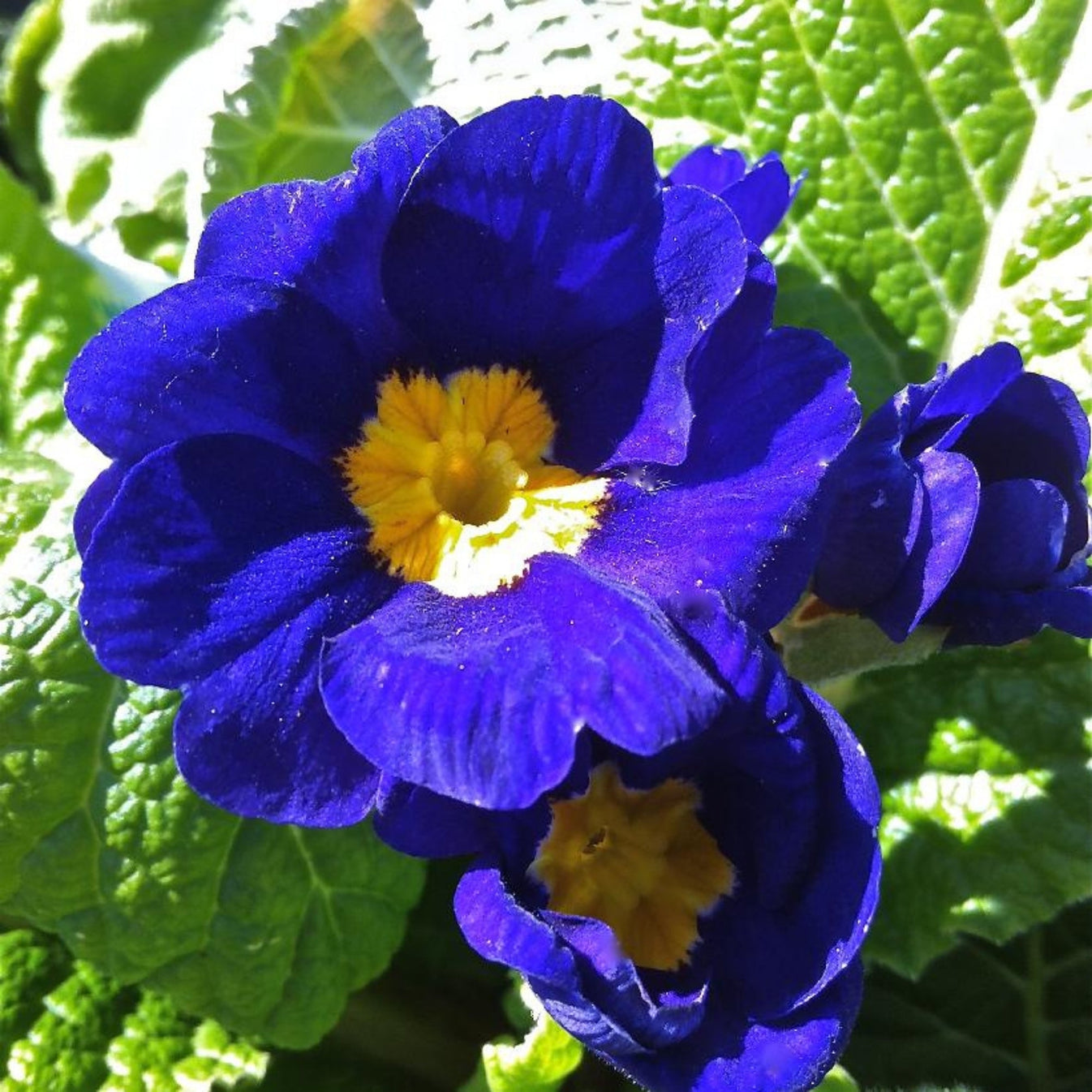 Primevère 'Pacific Giant Bleu' – Jardineries Botanix