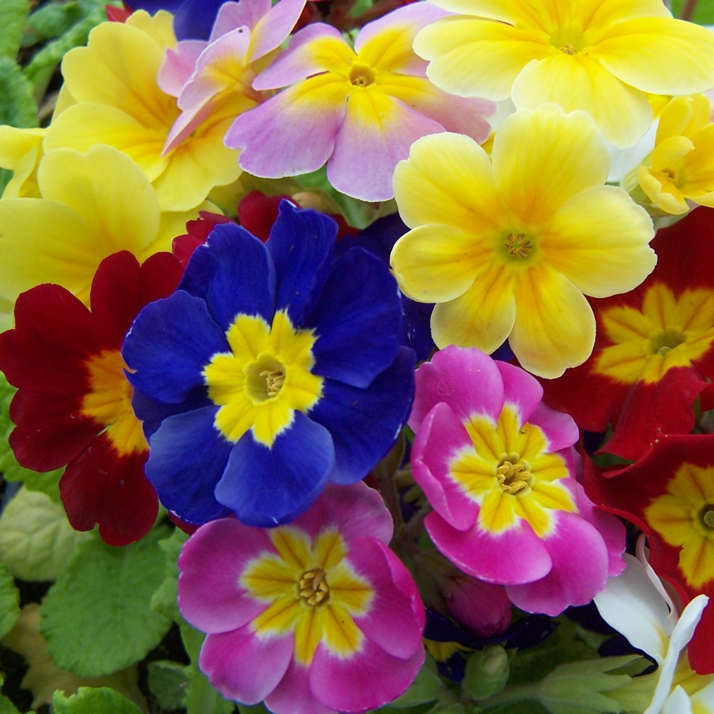 Primrose 'Pacific Giant Blue' – Jardineries Botanix