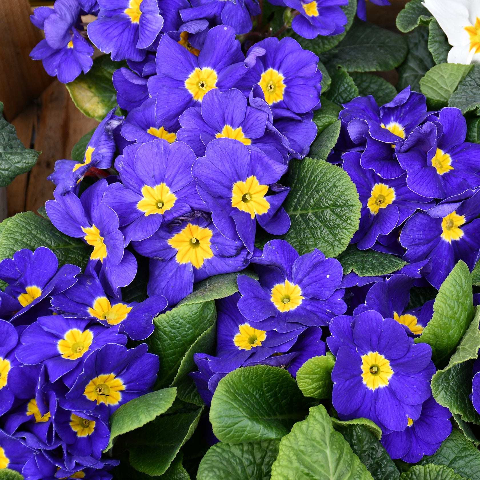 Primevère CRESCENDO® – Jardineries Botanix