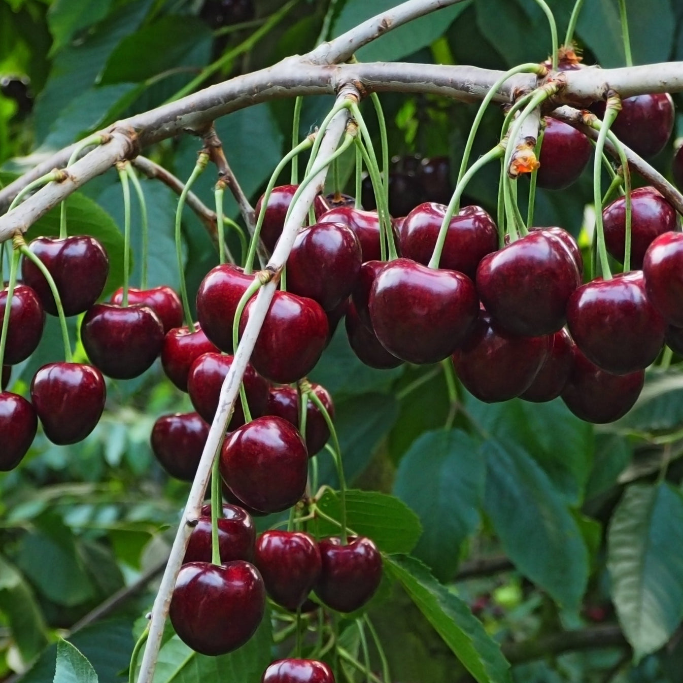 Juliet' Cherry – Jardineries Botanix