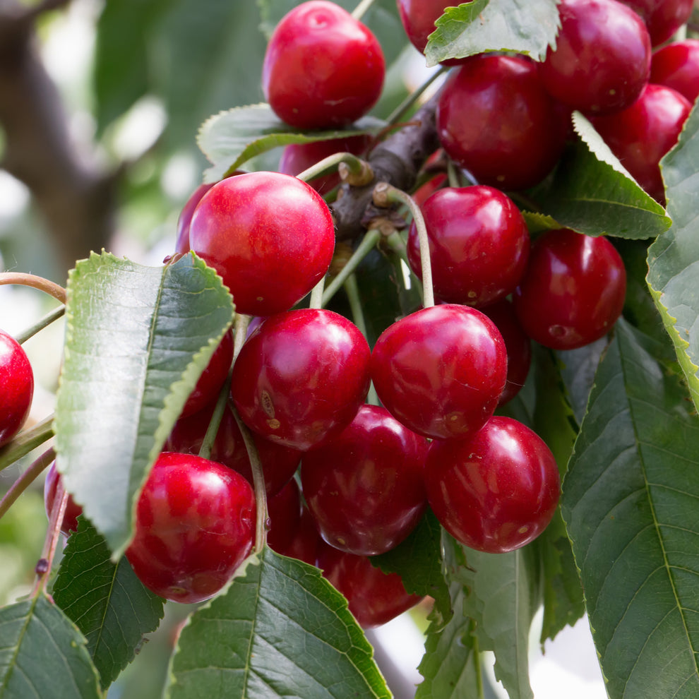 'Van' Sweet Cherry Tree – Jardineries Botanix