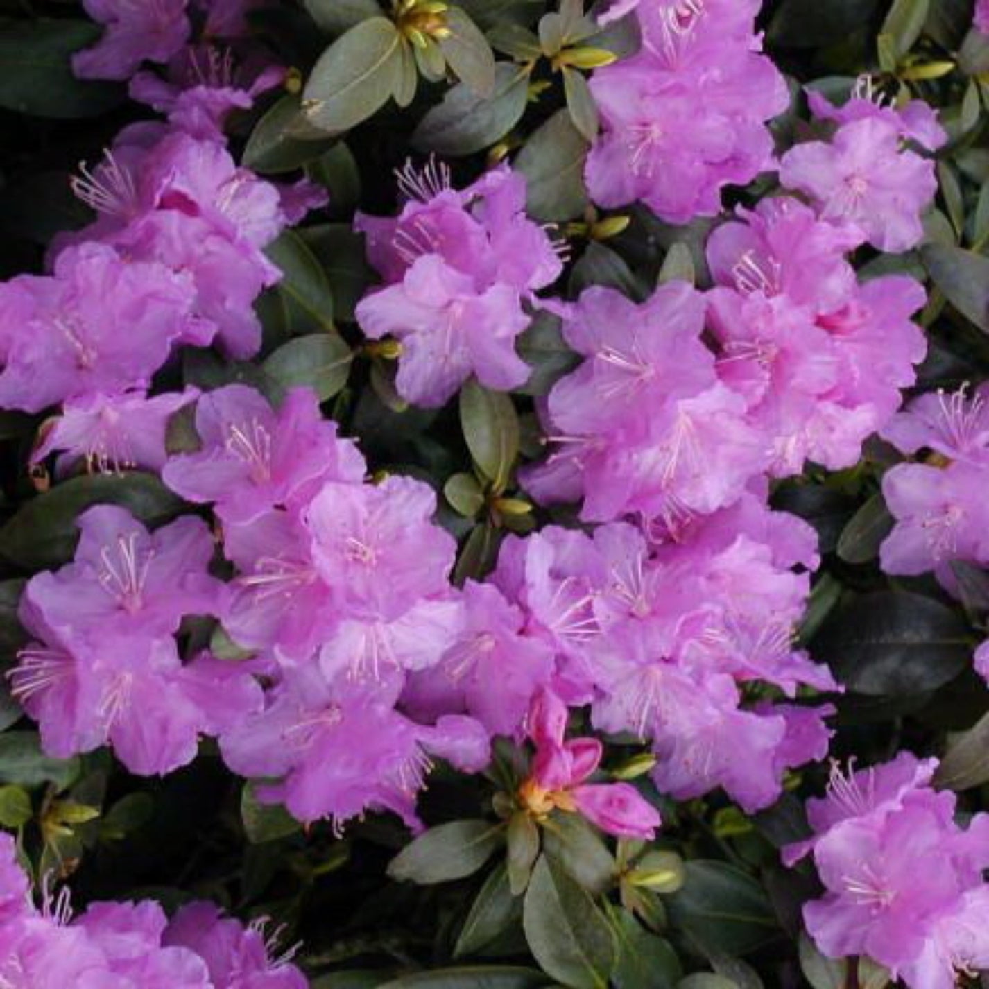 Rhododendron 'P.J.M. Elite' – Jardineries Botanix