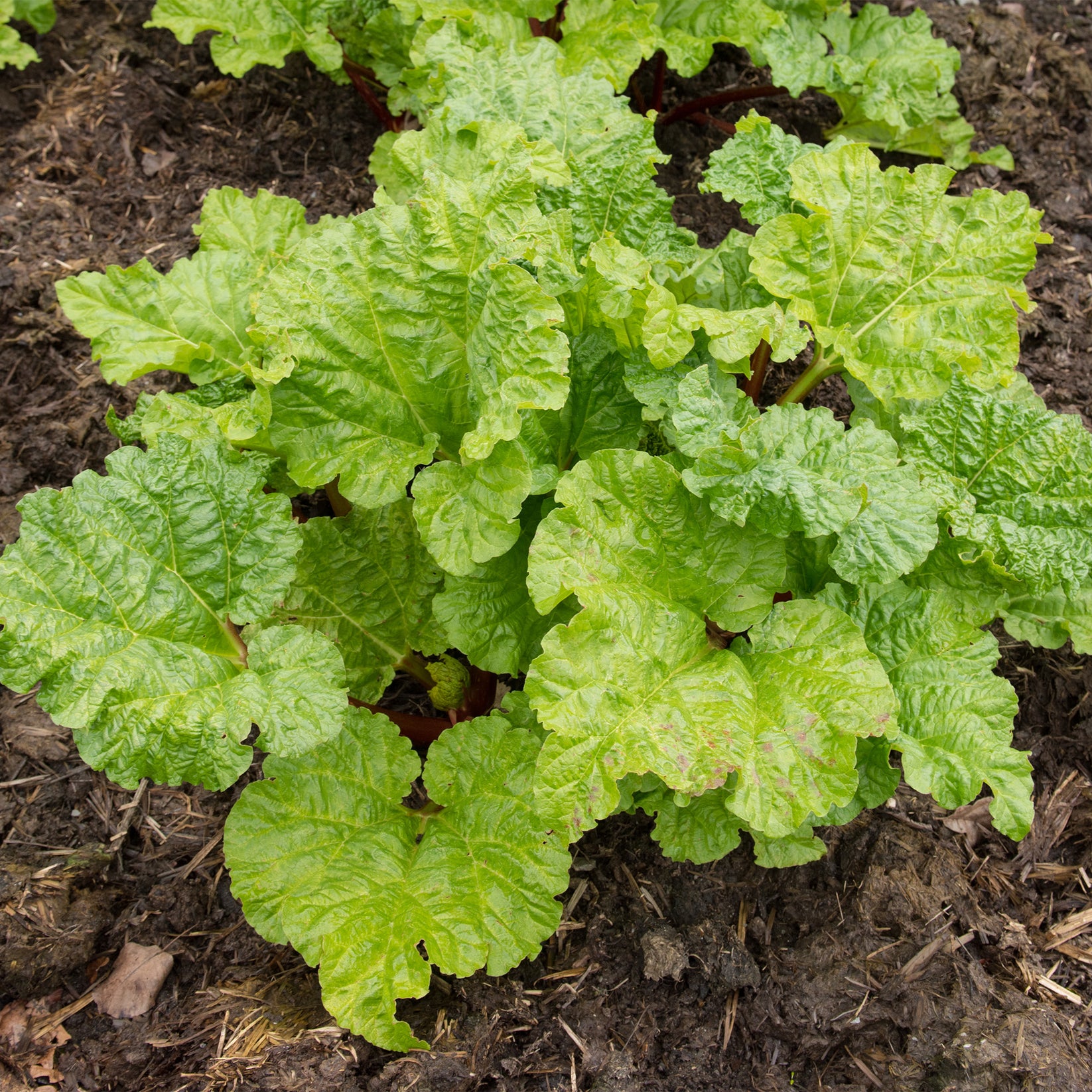 Victoria' Rheum – Jardineries Botanix