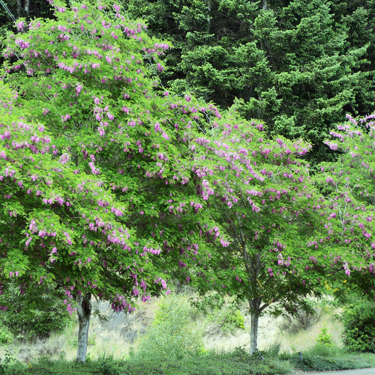Robinier Faux-Acacia 'Purple Robe' – Jardineries Botanix