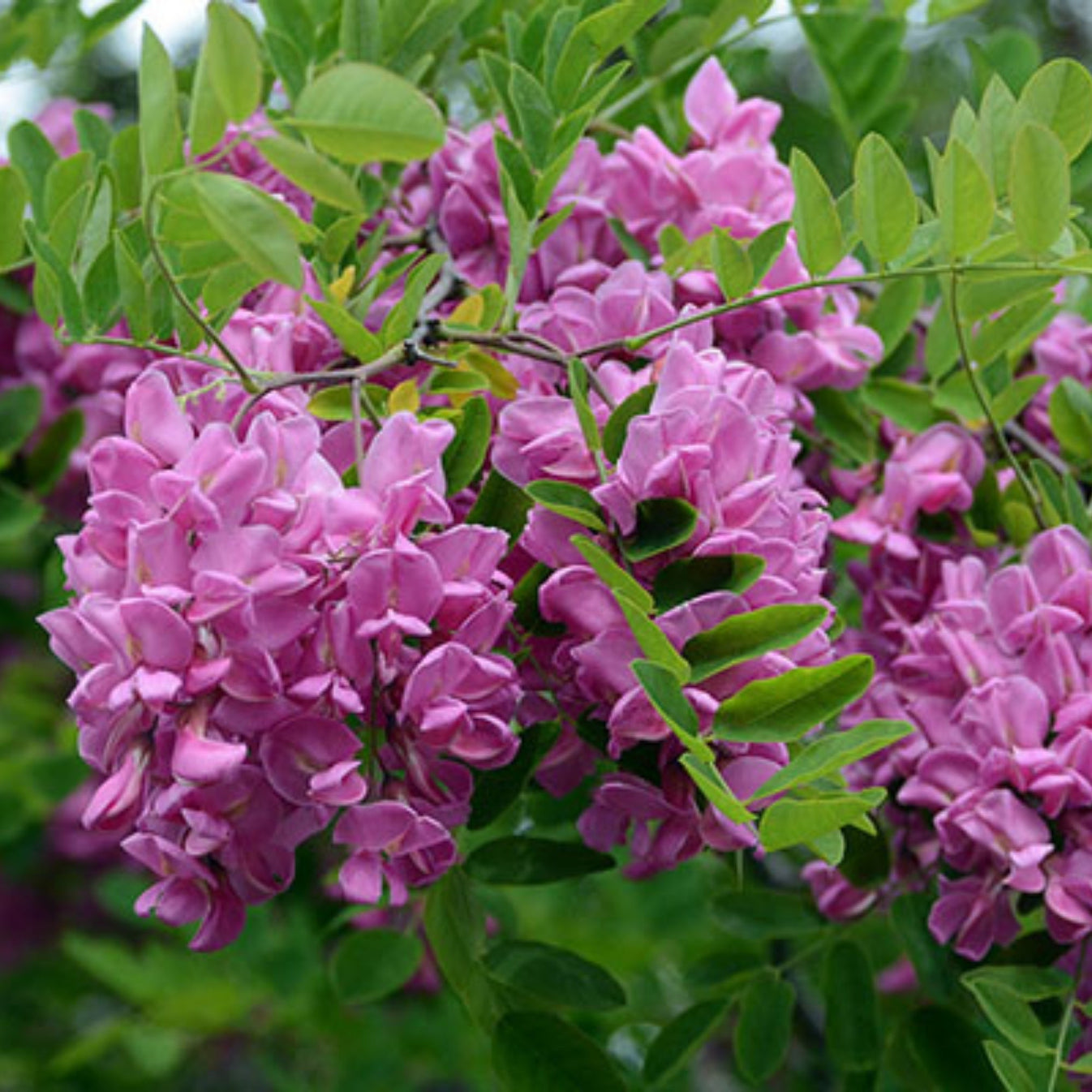 Purple Robe' Black Locust – Jardineries Botanix