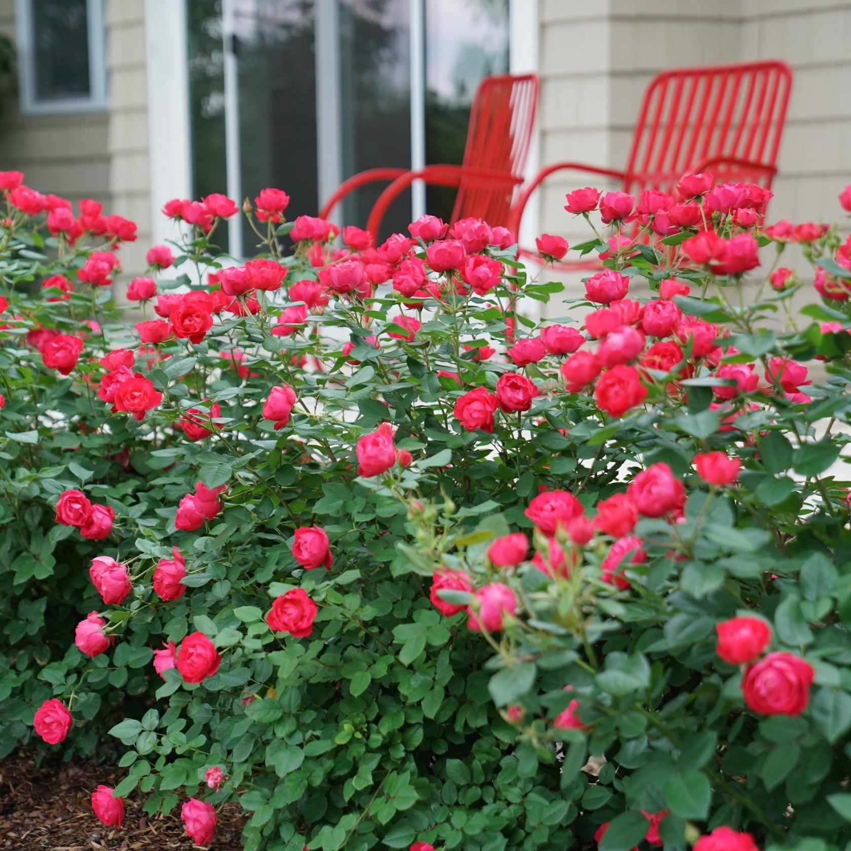 Rosier OSO EASY DOUBLE RED® – Jardineries Botanix