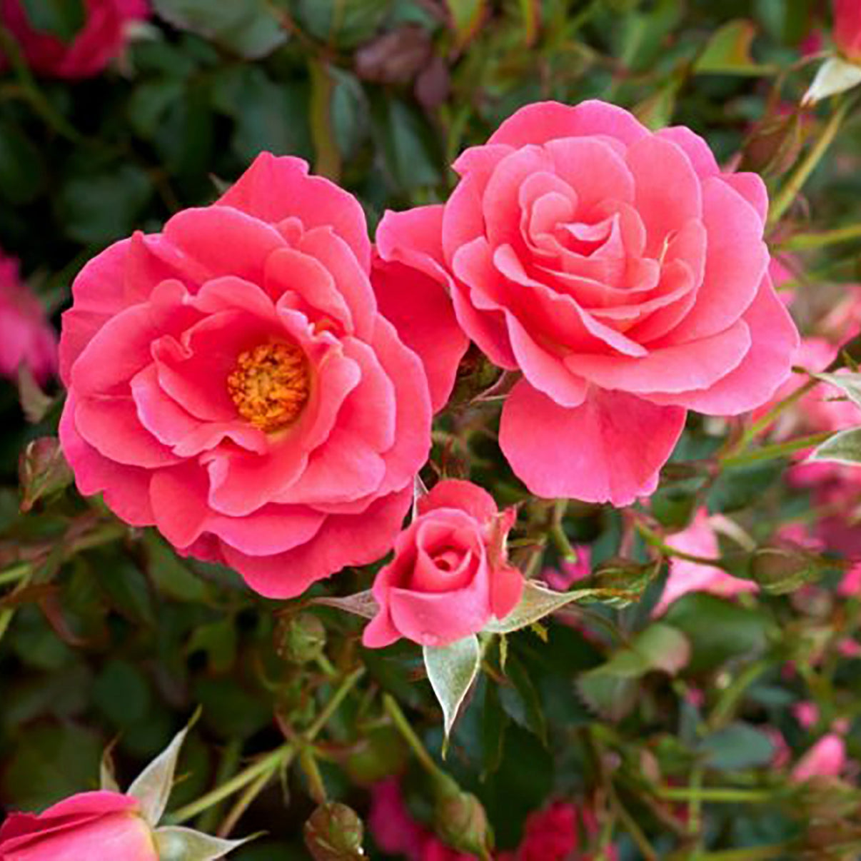 'Aurora Borealis' Rose | Hardy Zone 3 Rose | 49th Parallel Collection ...