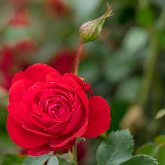 Canadian Shield® Rose | Hardy Red Zone 3 Rose | Rosa – Jardineries Botanix