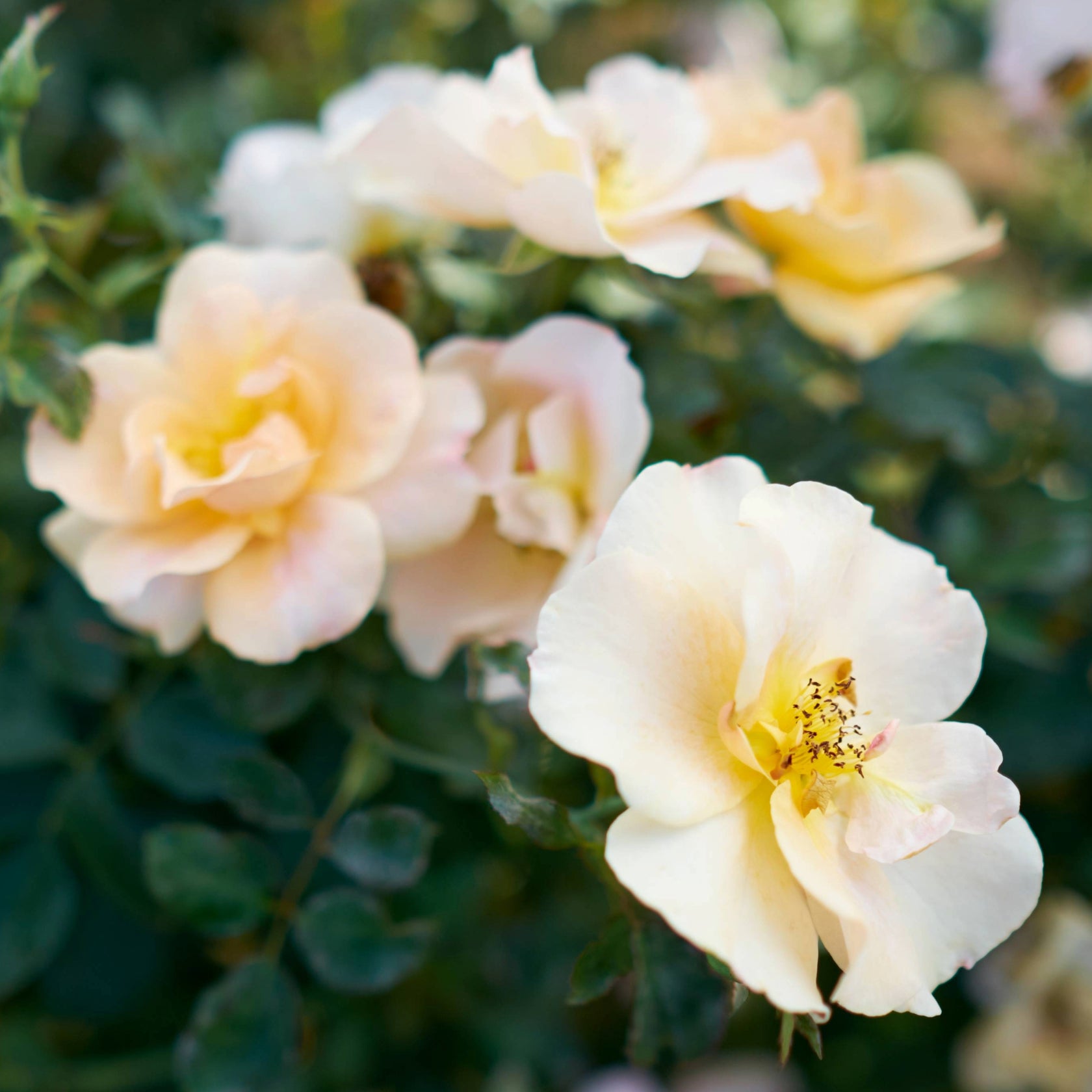 Chinook Sunrise' Rose | Hardy Zone 3 Rose | 49th Parallel Collection ...