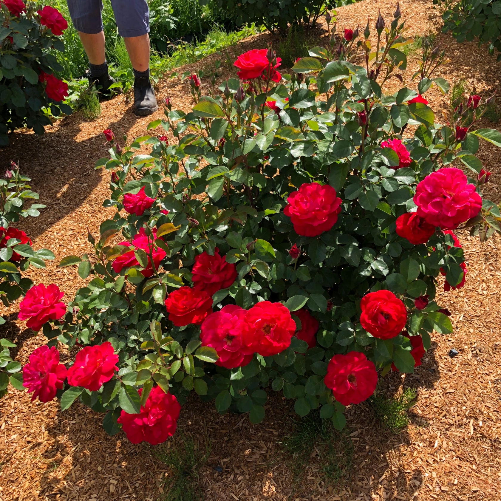 Rosier CINNAMON HEARTS™ – Jardineries Botanix