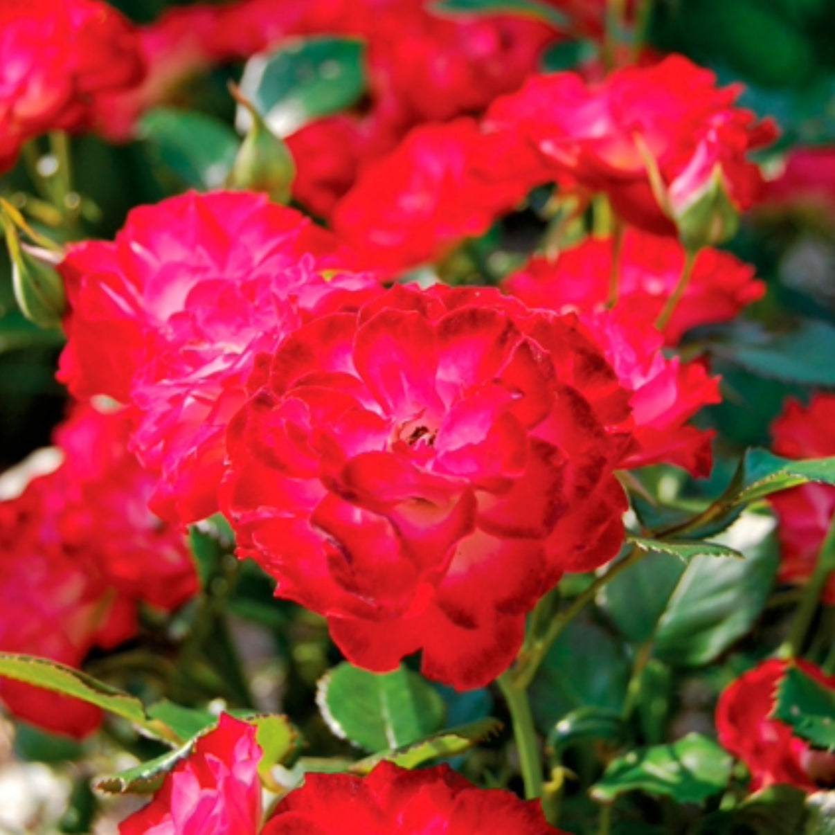 Hardy Bicolor Red and White Shrub Rose | Botanix – Jardineries Botanix