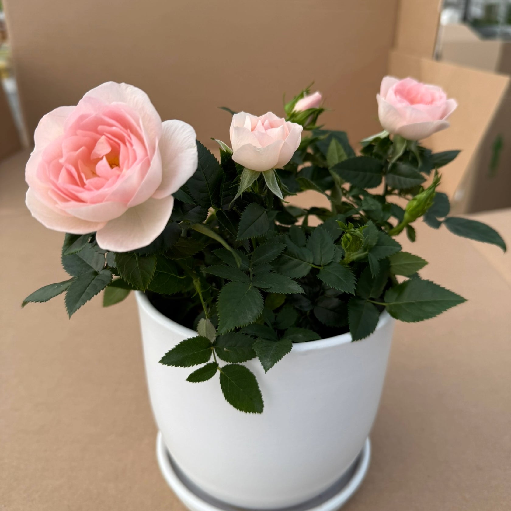 Rosier d'Intérieur Parfumée 'RosAroma®' - La Beauté du Jardin Chez Vous ...