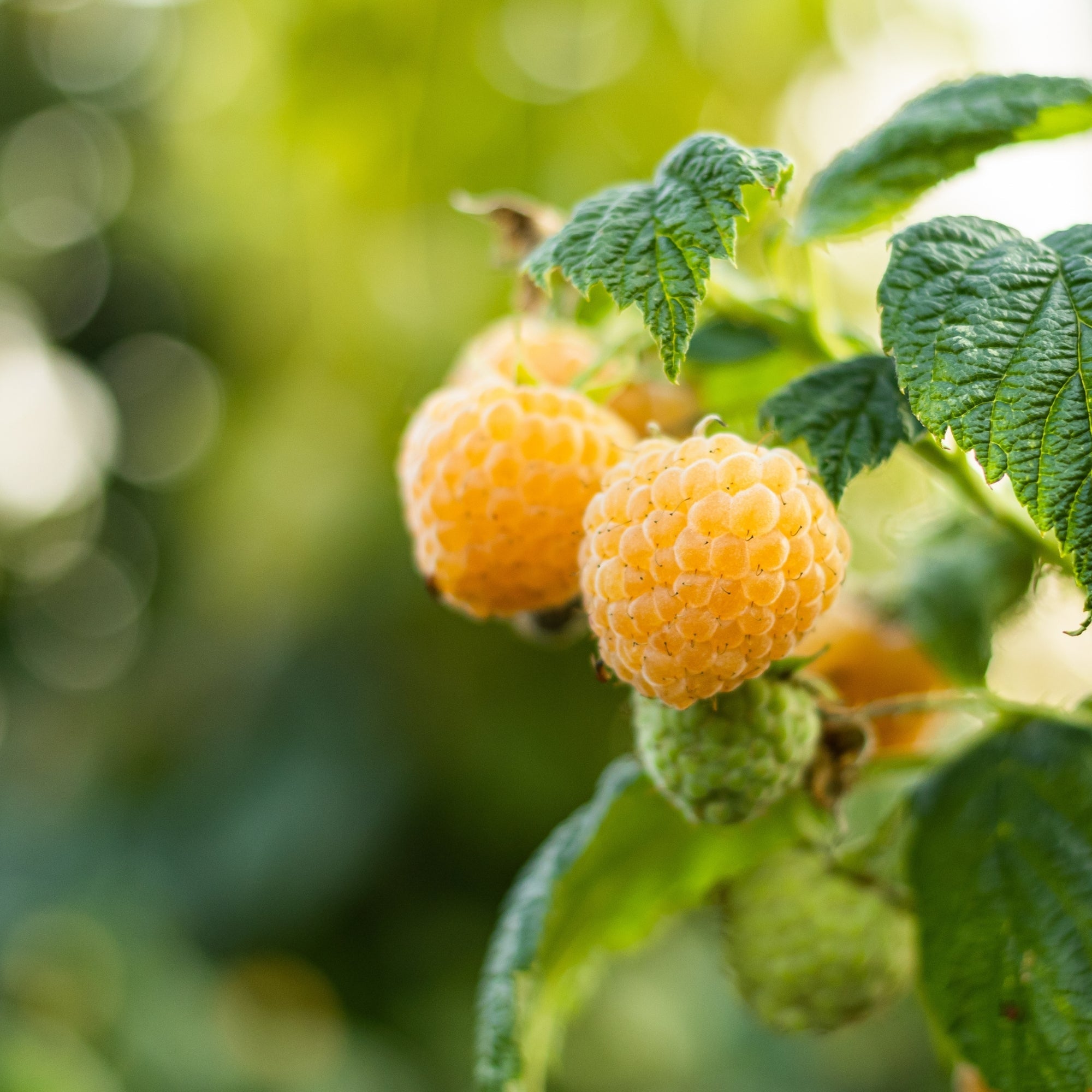 Anne' Yellow Raspberry – Jardineries Botanix