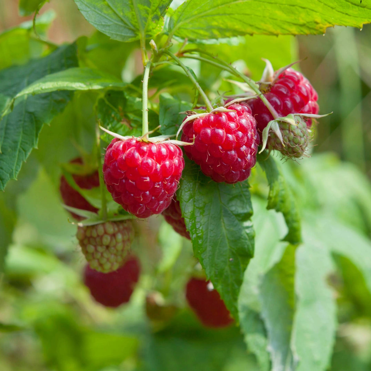 'Pathfinder' Raspberry | Early & Hardy Everbearing Raspberry | Botanix ...