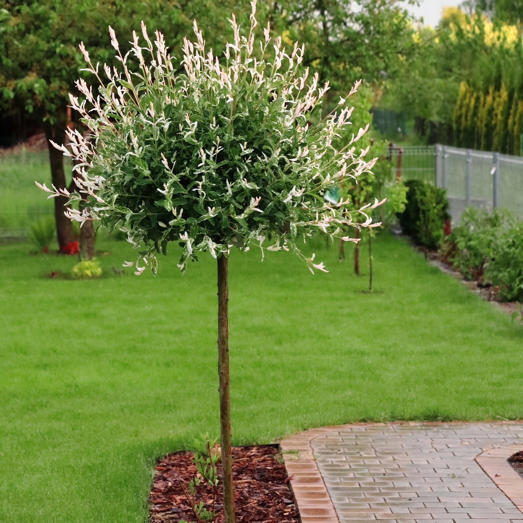 Saule 'Hakuro Nishiki' – Couleur et Élégance Toute l'Année pour Votre ...