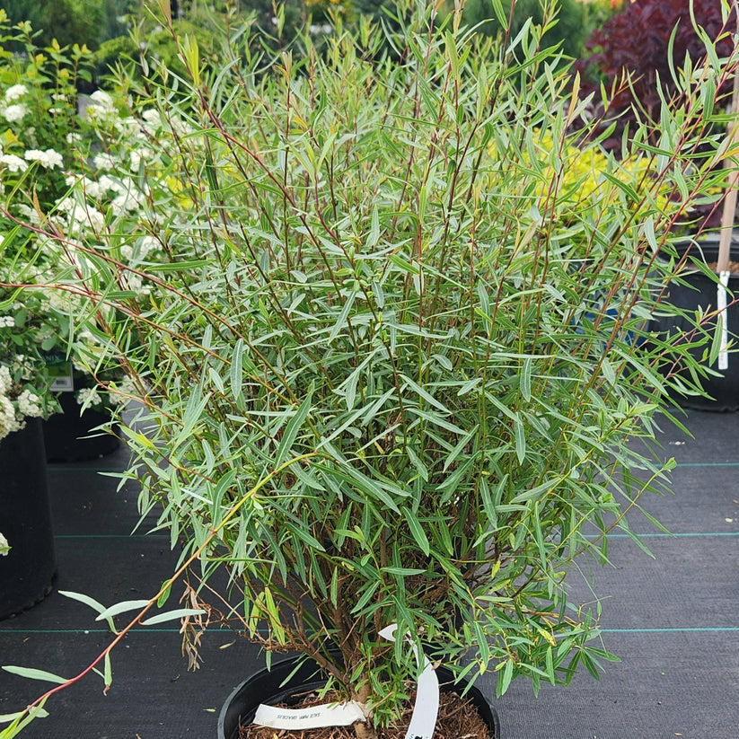 Haie Facile et Couleur Hivernale | Saule 'Gracilis' | Salix purpurea ...
