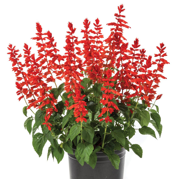 GRANDSTAND™ Red Sage – Jardineries Botanix