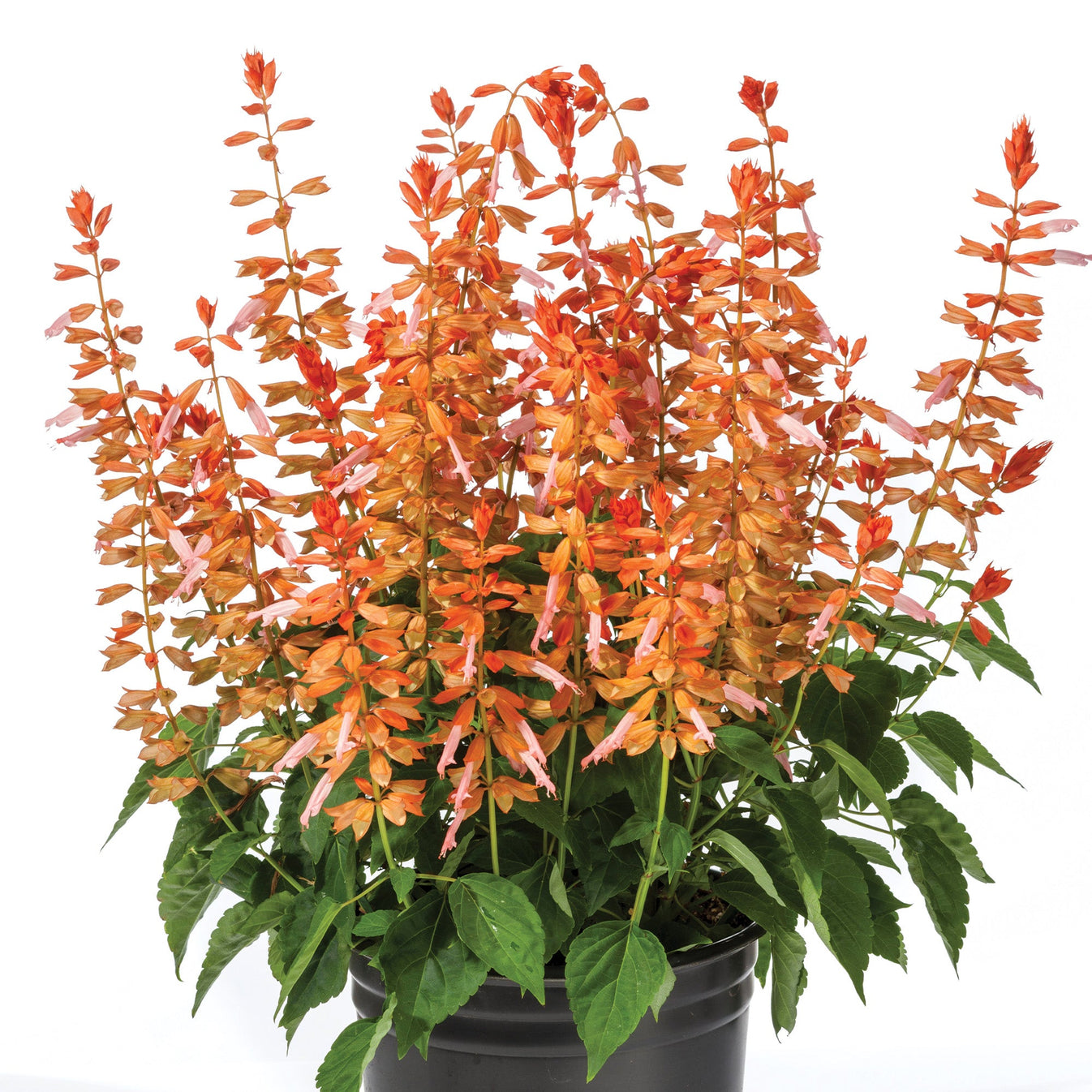 GRANDSTAND™ Salmon Sage – Jardineries Botanix