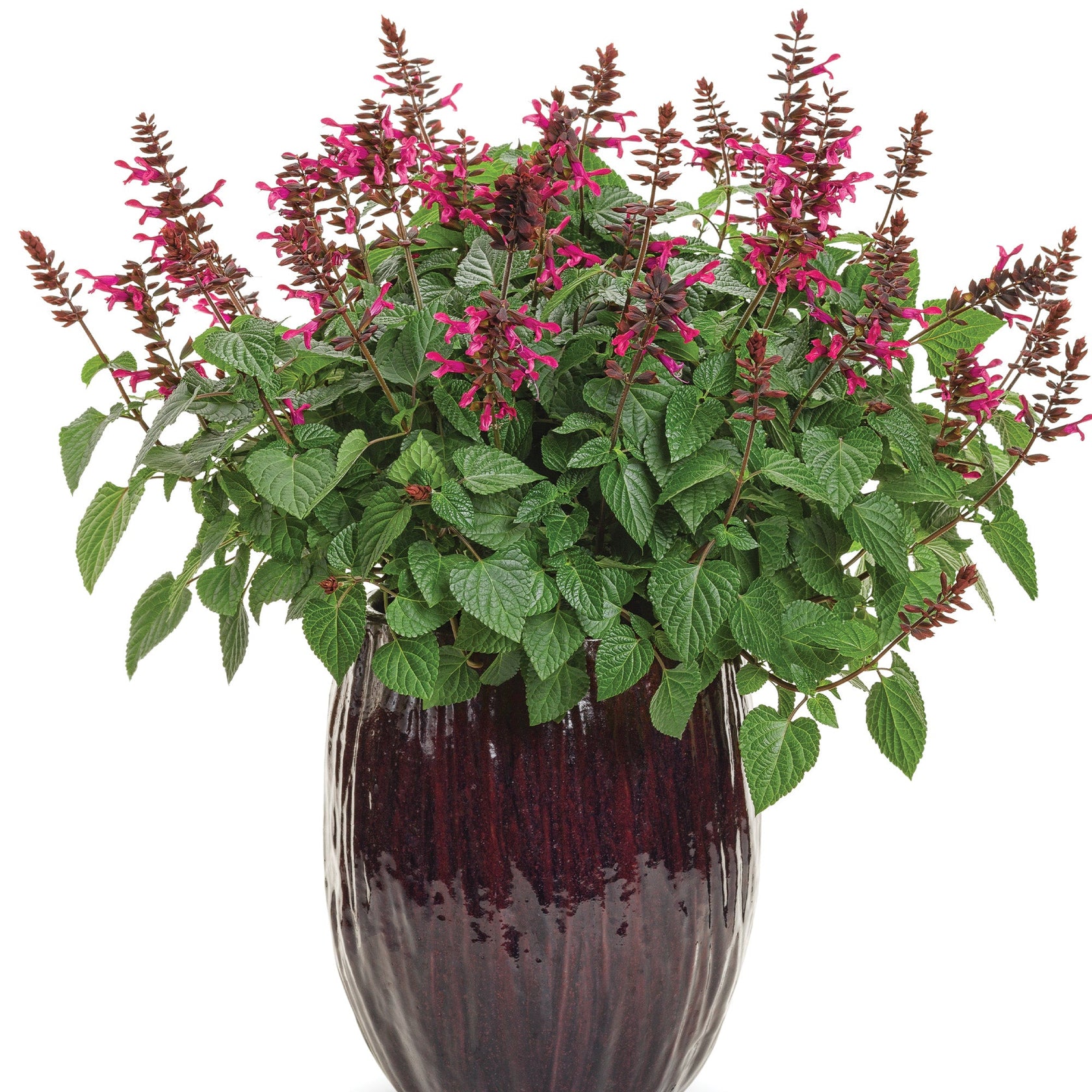 ROCKIN'® Fuchsia Sage – Jardineries Botanix