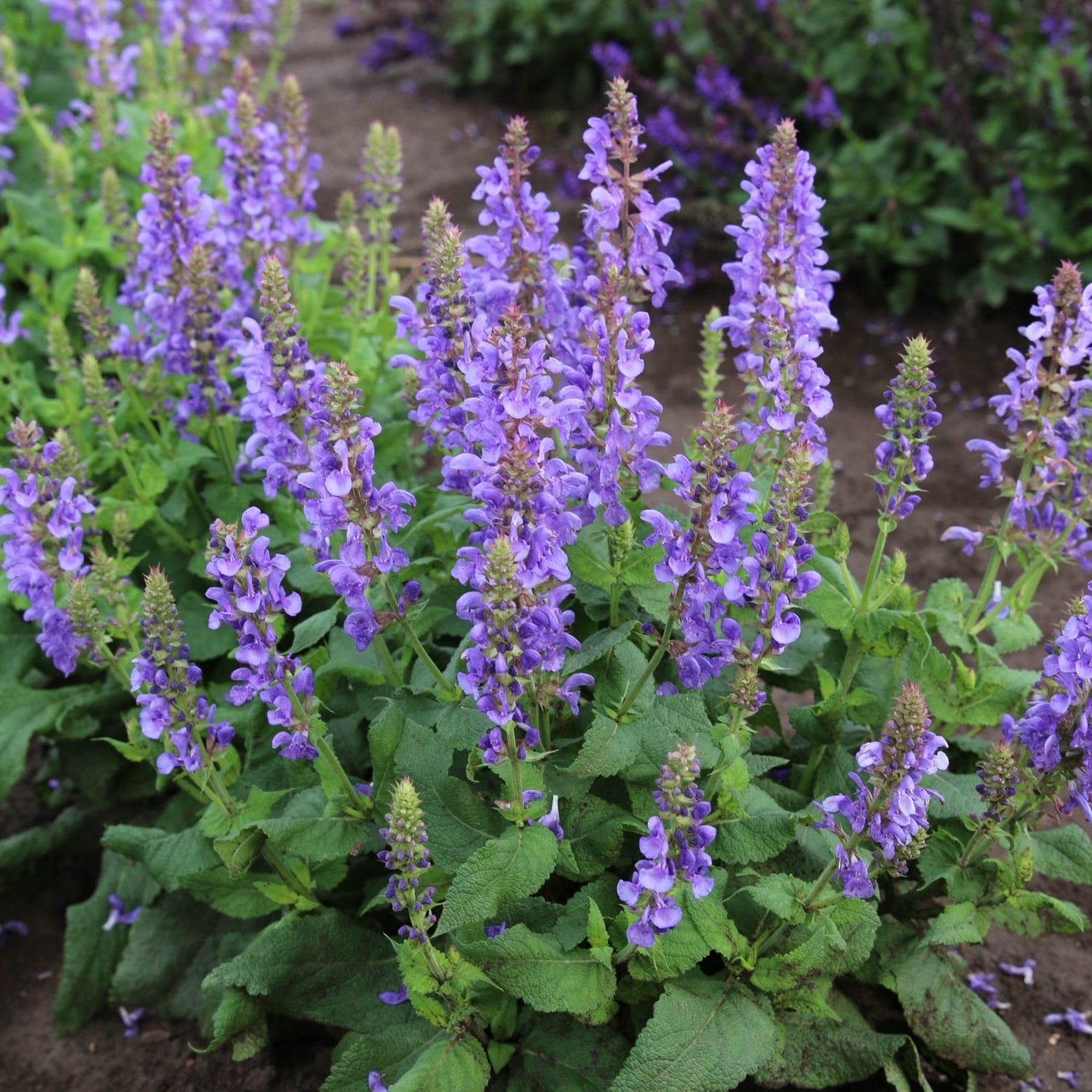 Sky Blue Marvel' Perennial Salvia – Jardineries Botanix