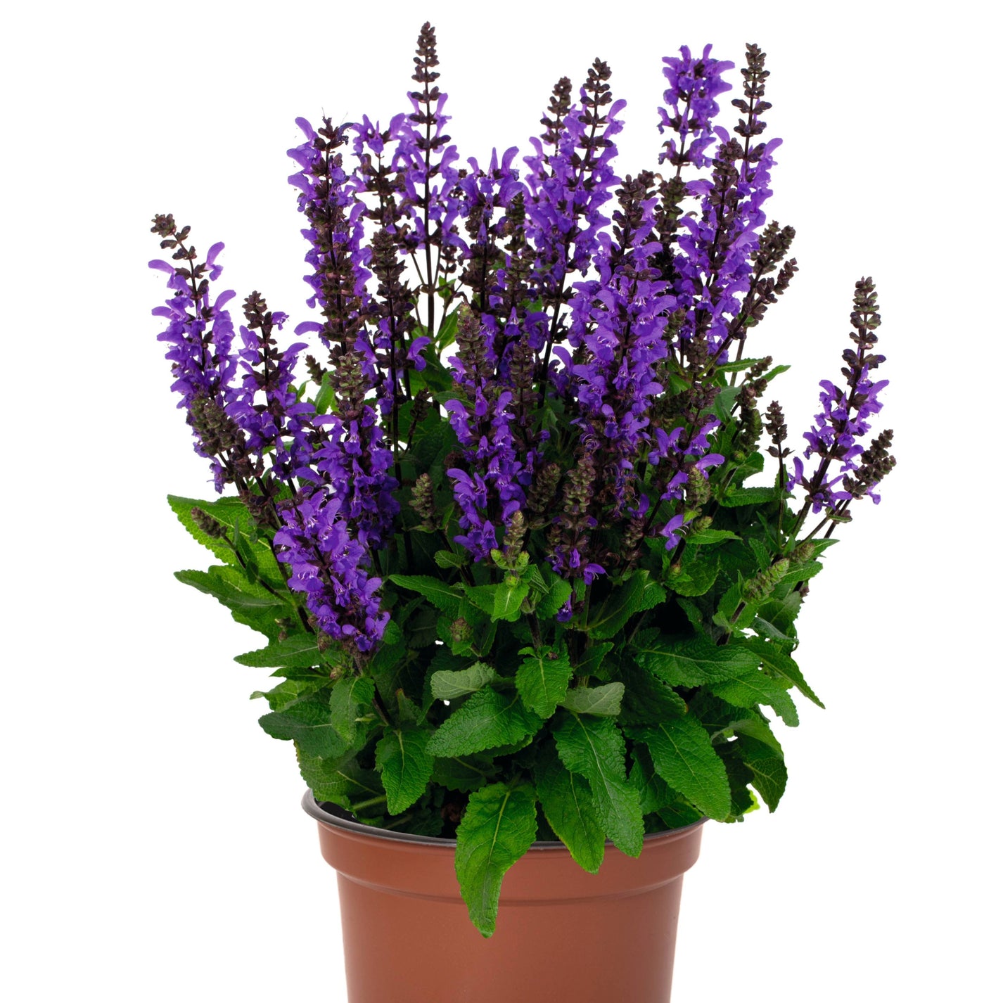Noble Knight Sage | Royal Purple Spikes for a Vibrant Garden ...