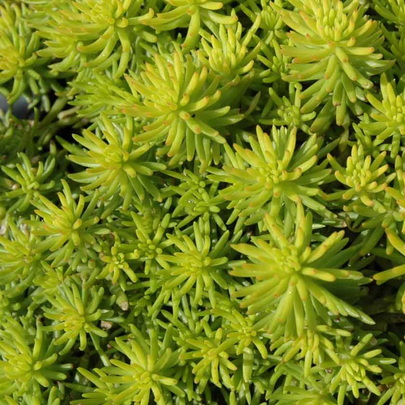'Angelina' Stonecrop | Bright Yellow Groundcover | Sedum reflexum ...
