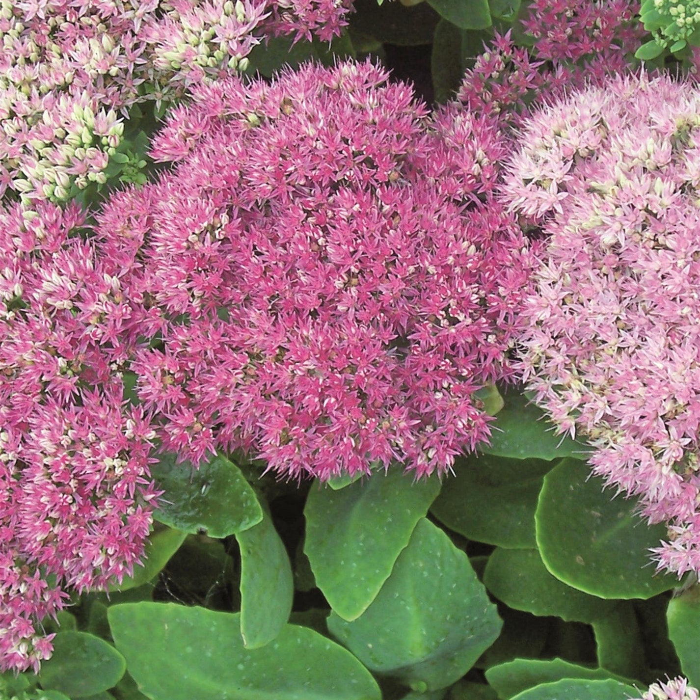 Sedum spectabile 'Brilliant' - Grand Orpin d'automne 'Brillant ...