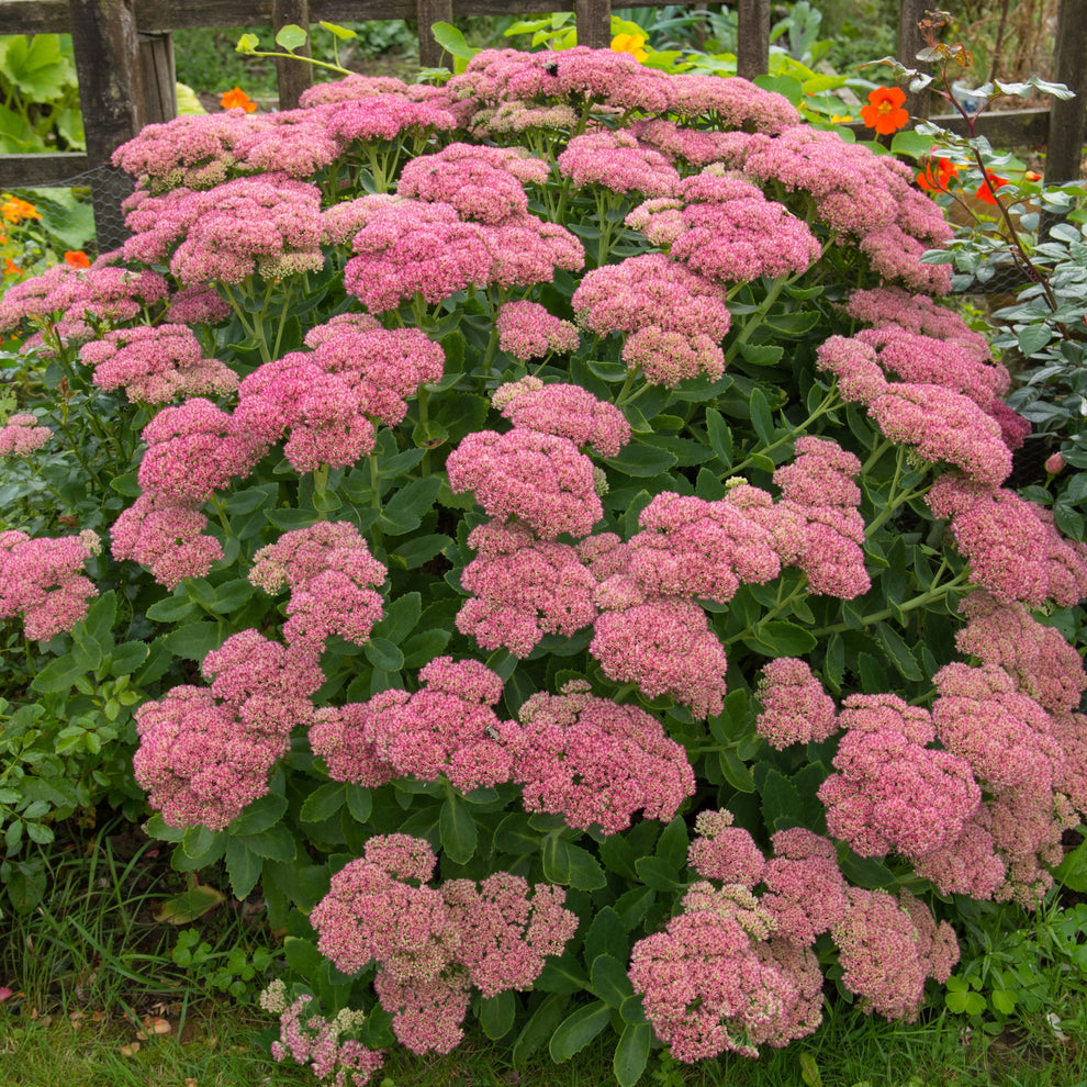 Sedum spectabile 'Brilliant' - Grand Orpin d'automne 'Brillant ...