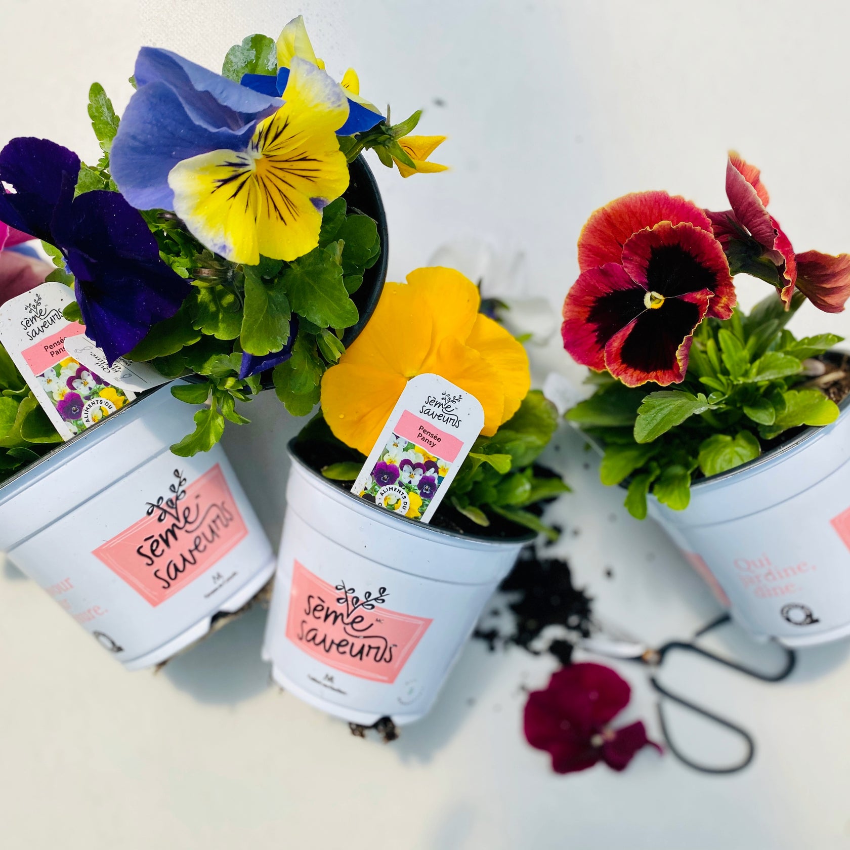 Edible Flowers in Pots: Assorted Selection for Cooking and Gardening ...