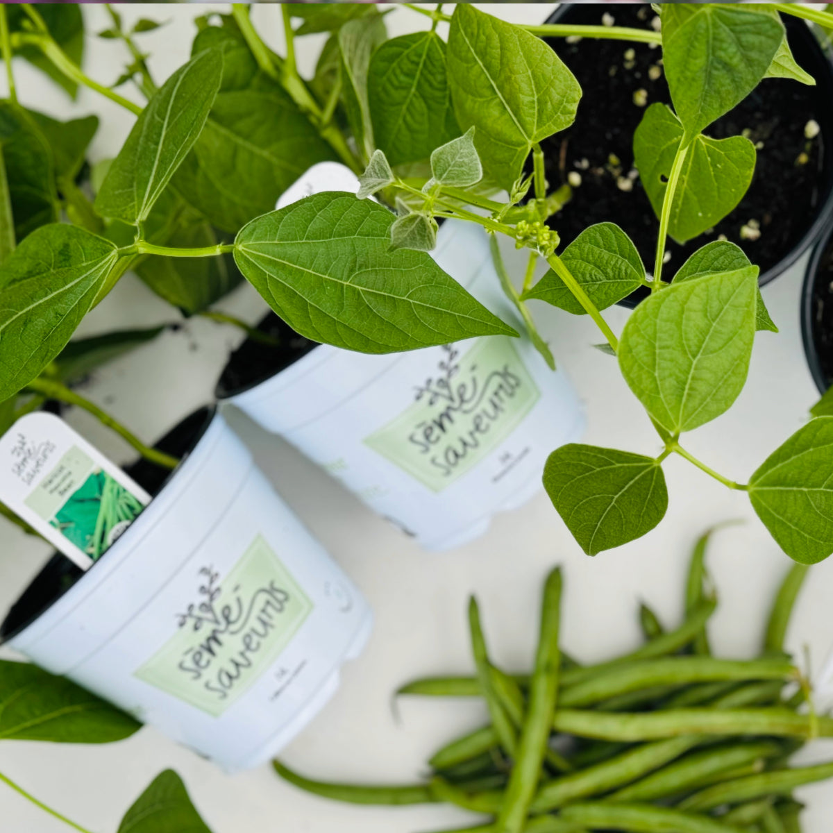 Plants de Légumes | Potager Facile | Grande Sélection Sème-Saveurs ...
