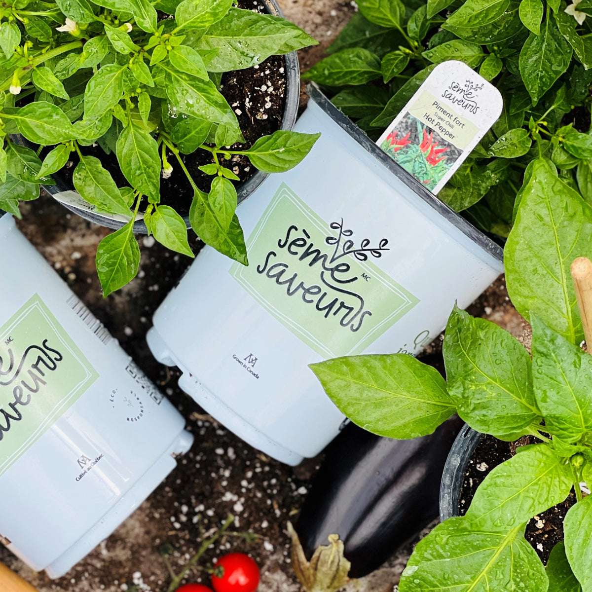 Plants de Légumes | Potager Facile | Grande Sélection Sème-Saveurs ...