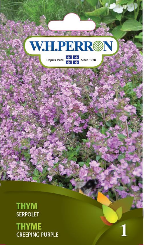 Thym 'Serpolet' - Semences – Jardineries Botanix