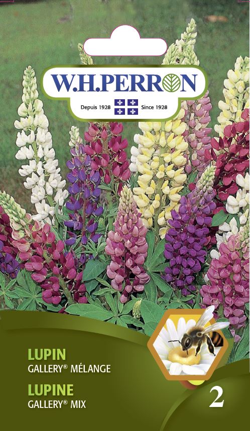 Lupine 'Gallery® Mix' - Seeds – Jardineries Botanix