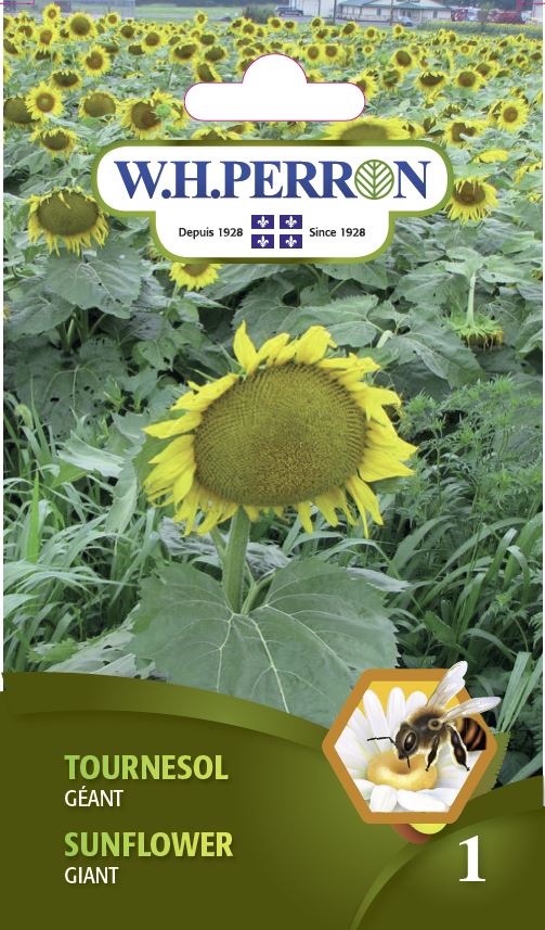 Sunflower 'Giant' - Seeds – Jardineries Botanix