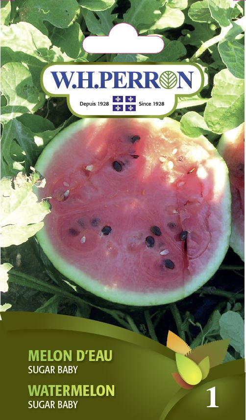 Melon d’Eau 'Sugar Baby' - Semences – Jardineries Botanix