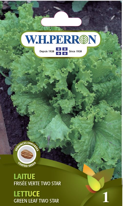 Laitue 'Frisée' - Semences – Jardineries Botanix